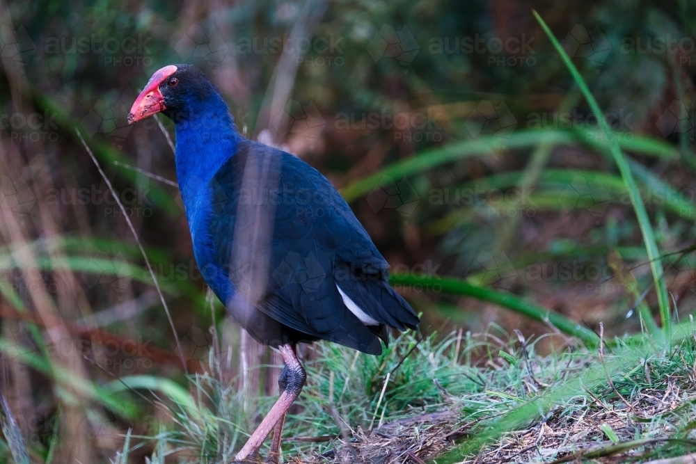 Image of Colourful water hen in the grass. - Austockphoto