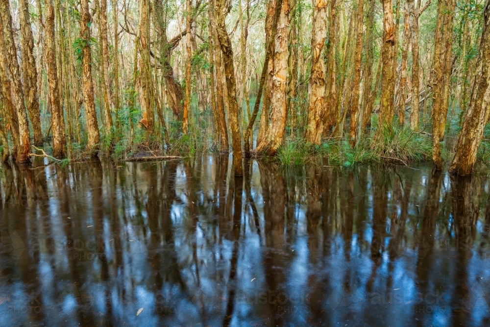 Image of Colourful wet paper bark trees alongside a waterhole in a ...