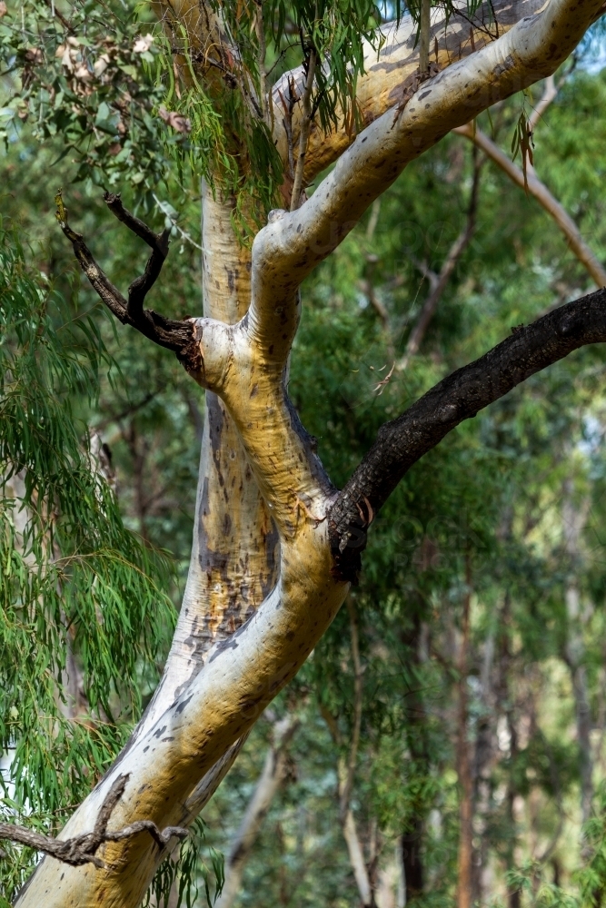 Image of Colours and shapes of a gumtree in the country. - Austockphoto