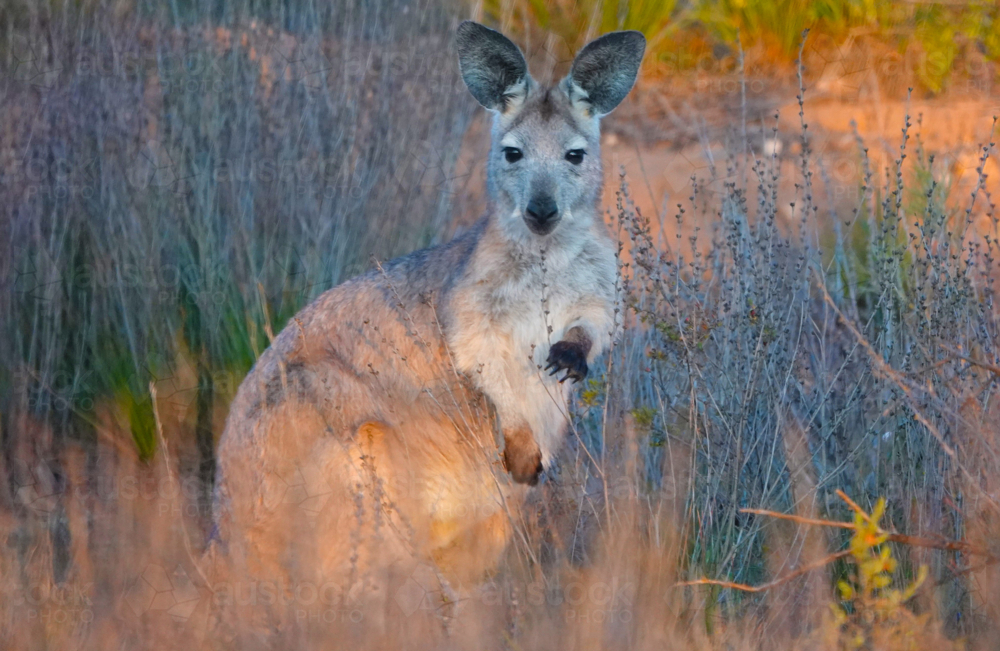 Image of Common Wallaroo - Austockphoto