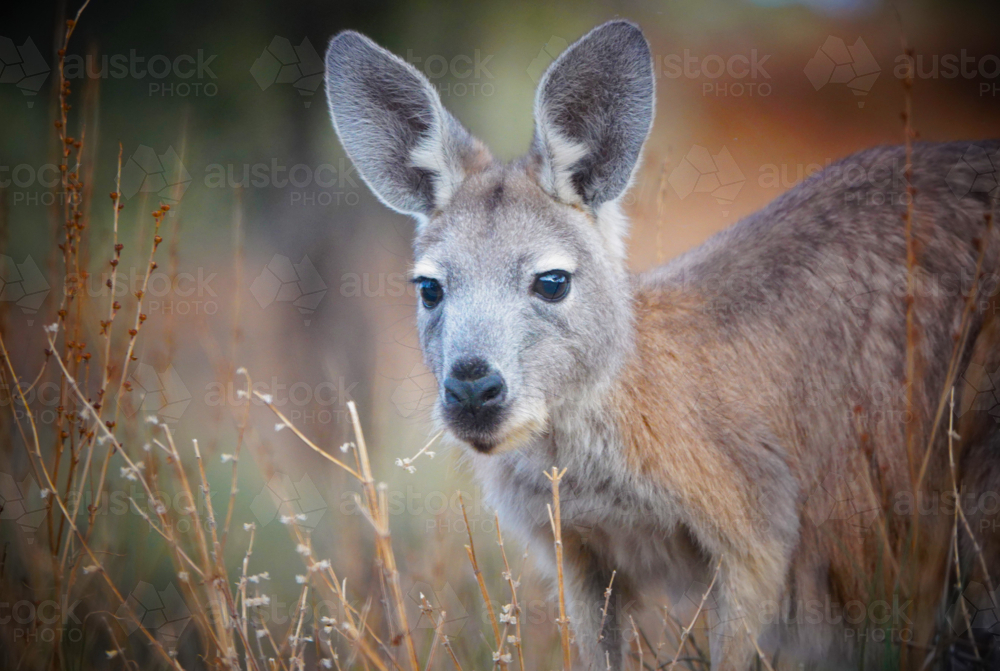 Image of Common Wallaroo - Austockphoto
