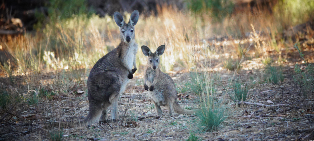 Image of Common Wallaroo - Austockphoto