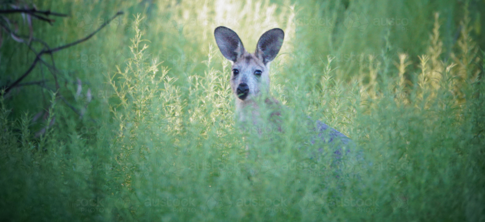 Image of Common Wallaroo - Austockphoto