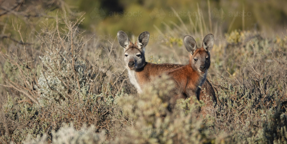 Image of Common Wallaroo - Austockphoto