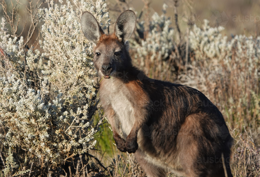 Image of Common Wallaroo - Austockphoto