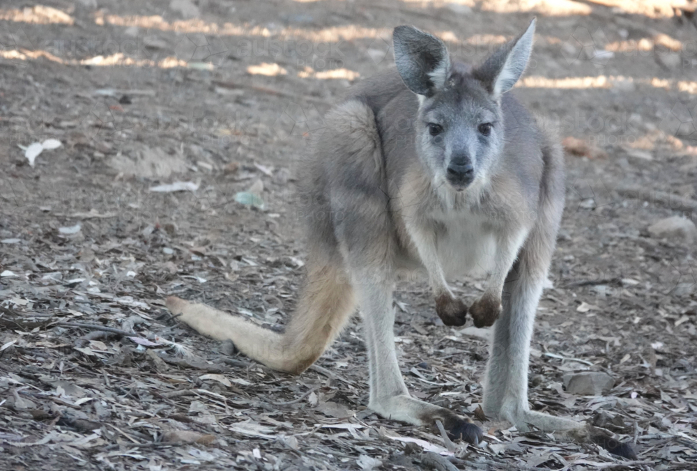 Image of Common Wallaroo - Austockphoto