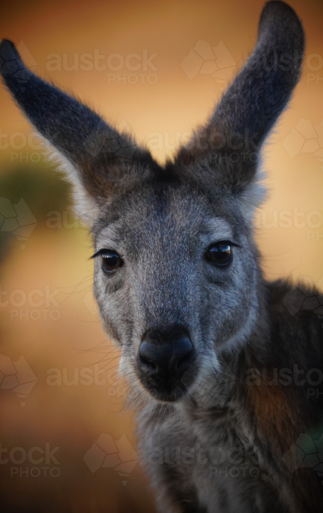 Image of Common Wallaroo - Austockphoto