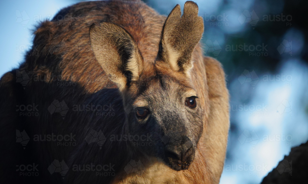 Image of Common Wallaroo - Austockphoto