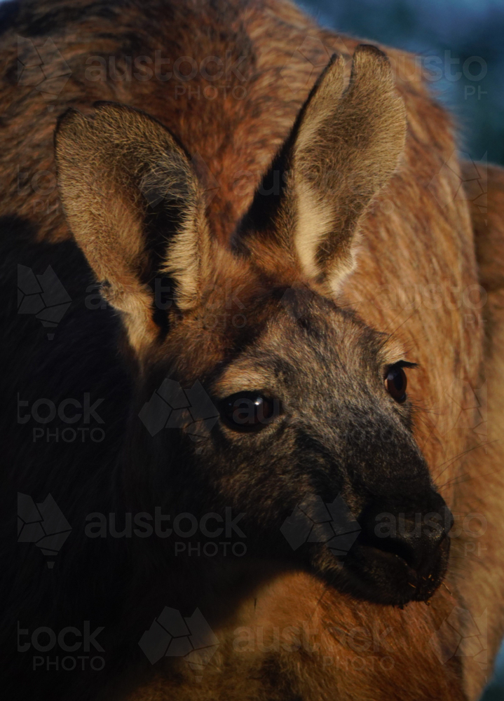 Image of Common Wallaroo - Austockphoto
