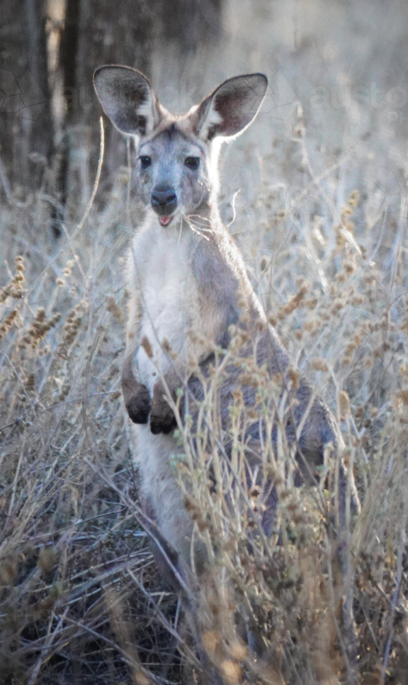 Image of Common Wallaroo in a grass field - Austockphoto