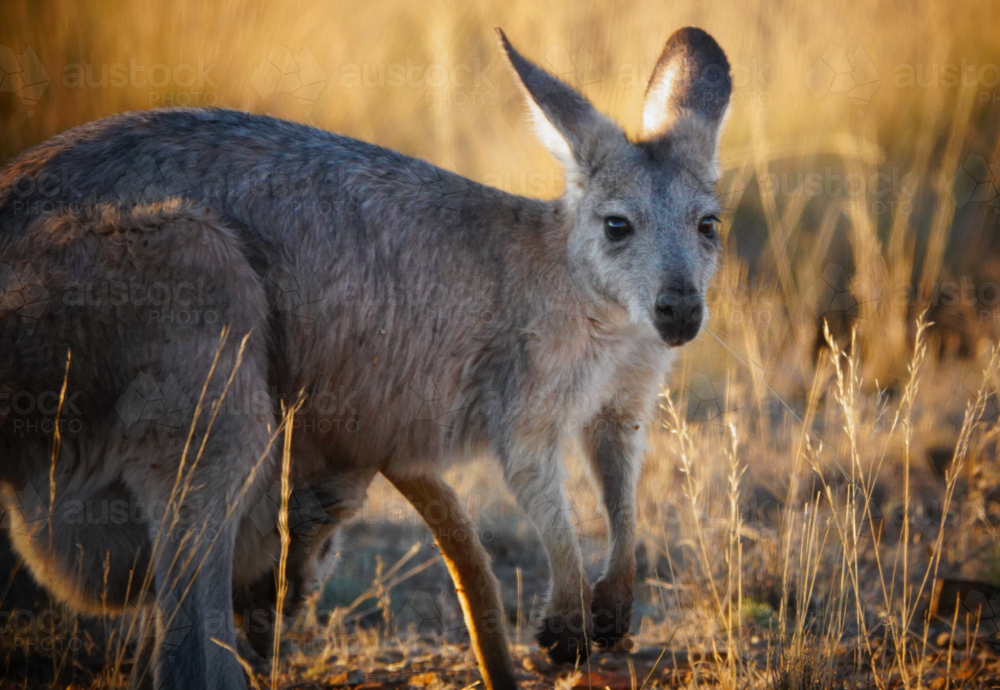 Image of Common Wallaroo of the Flinders Ranges - Austockphoto