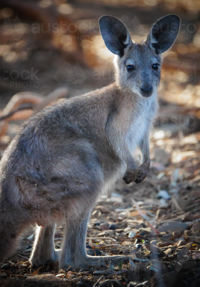 Image of Common Wallaroo of the Flinders Ranges - Austockphoto