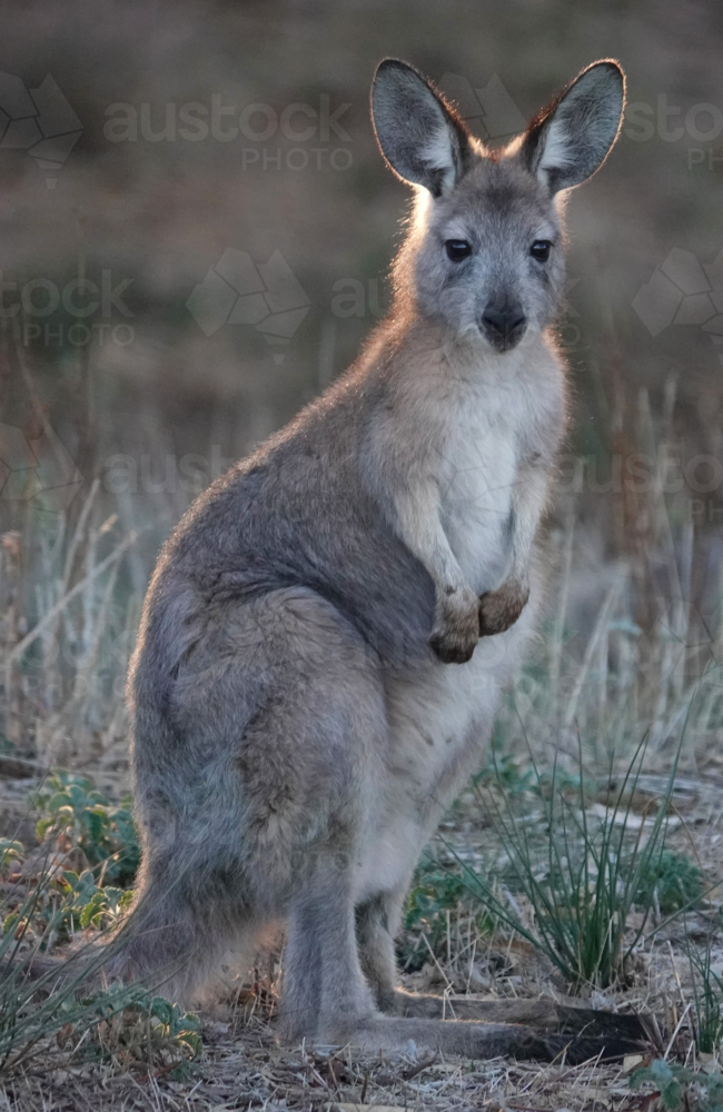 Image of Common Wallaroo of the Flinders Ranges - Austockphoto
