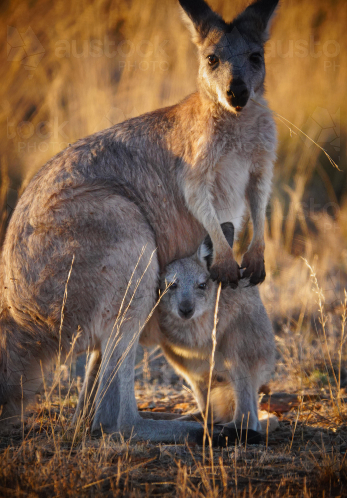 Image of Common Wallaroo of the Flinders Ranges - Austockphoto