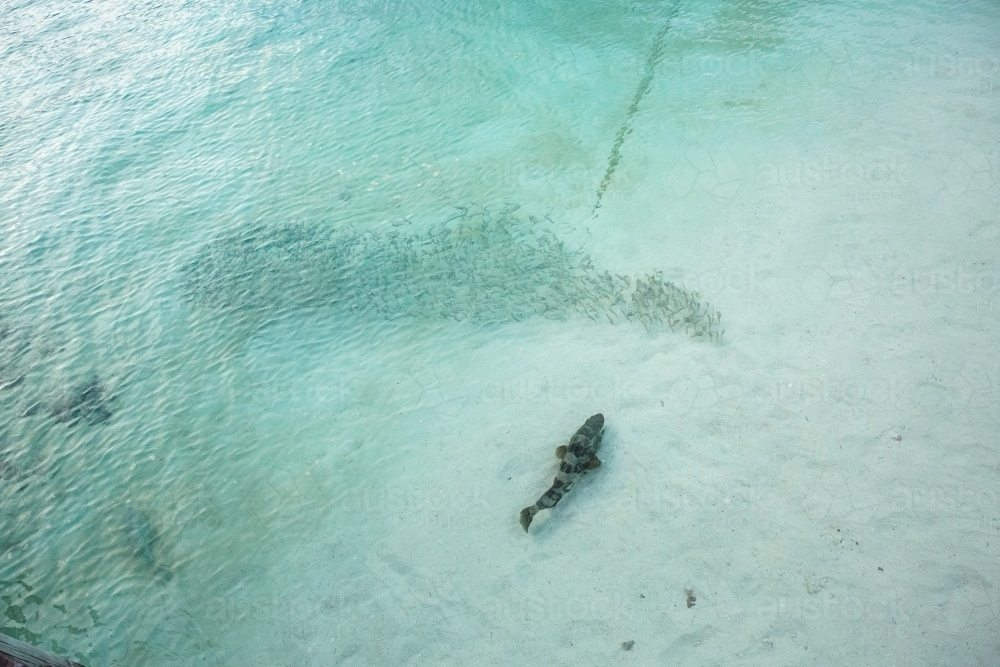Image of coral cod chasing school of smaller fish off Heron Island ...