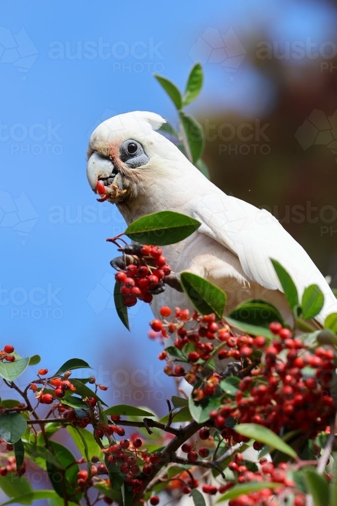 Image of Corella - Austockphoto