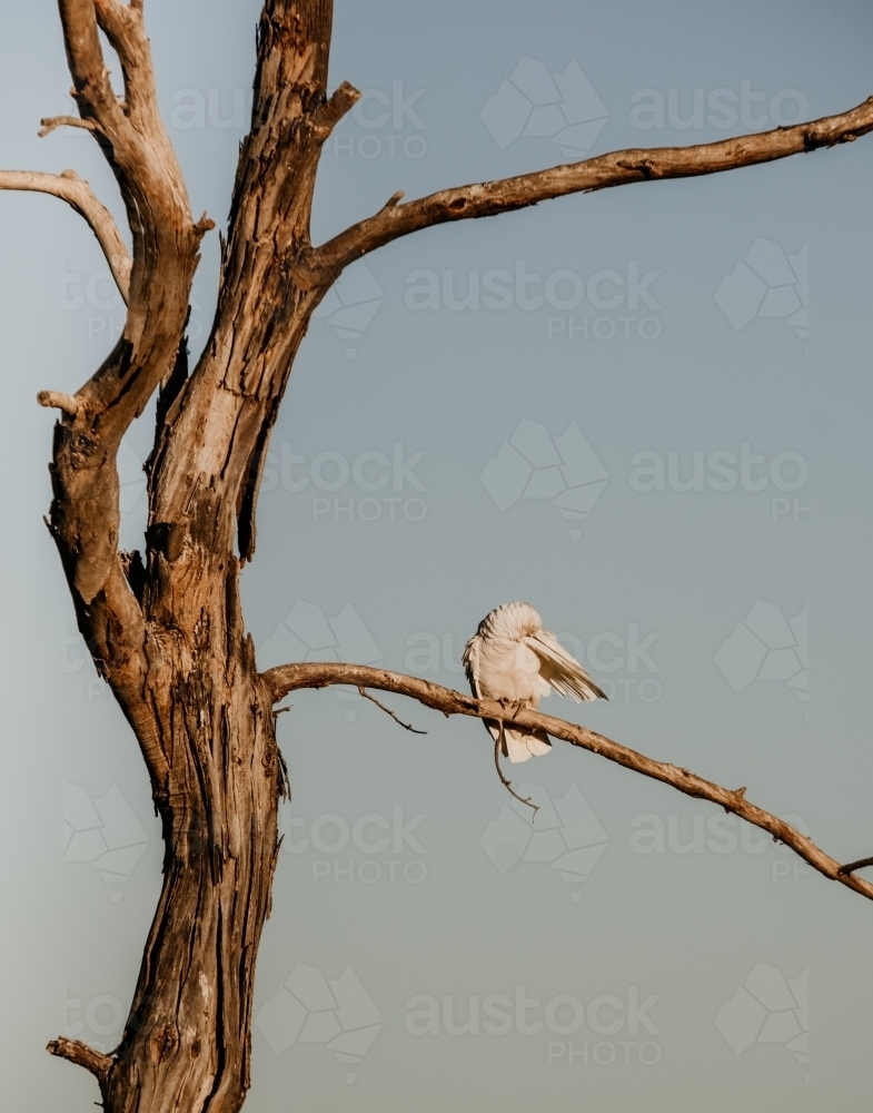 Image of Corella in a dead tree preening - Austockphoto