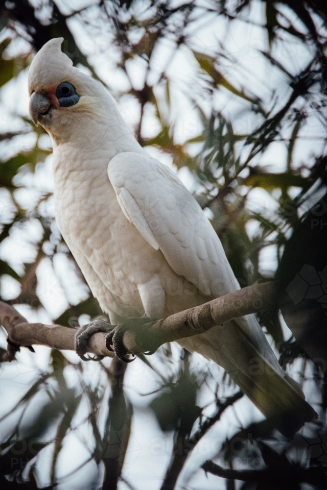 Image of Corella in a tree - Austockphoto