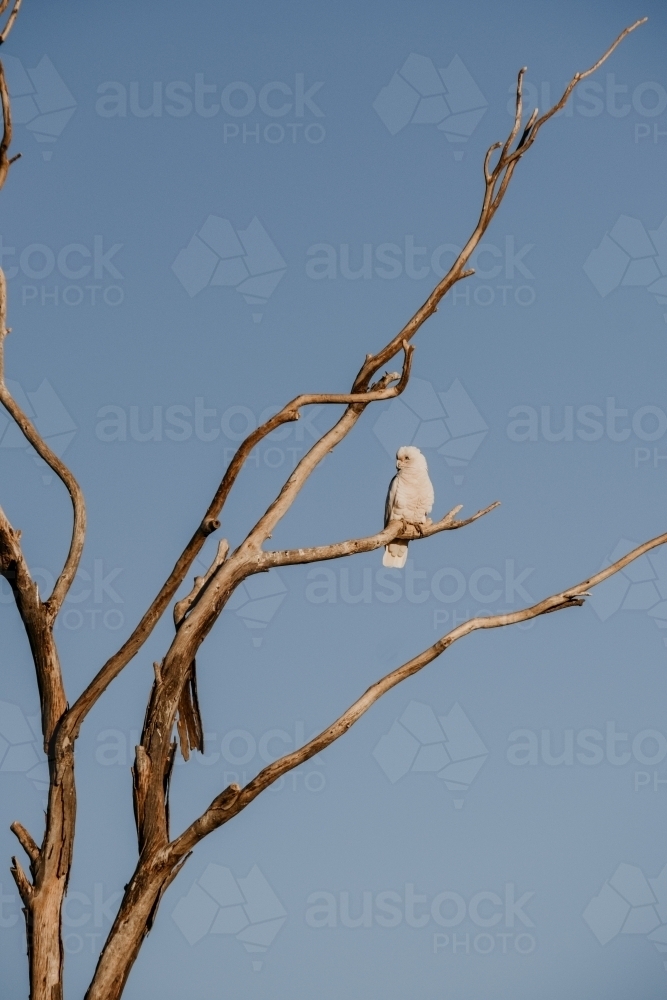 Image of Corella sitting in a dead tree. - Austockphoto