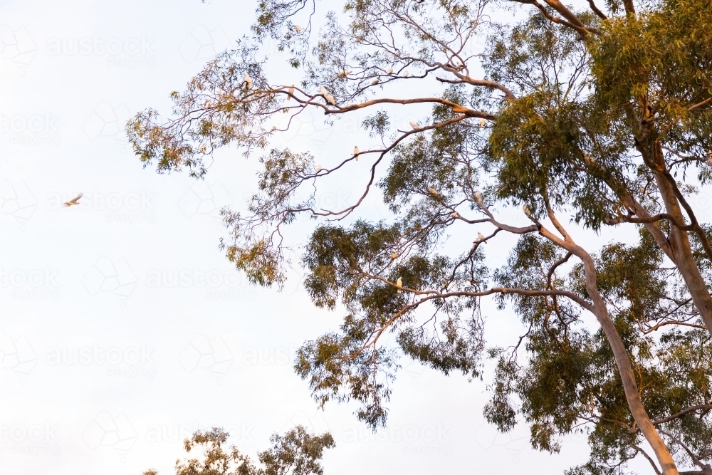 Image of Corellas in a Gum Tree - Austockphoto