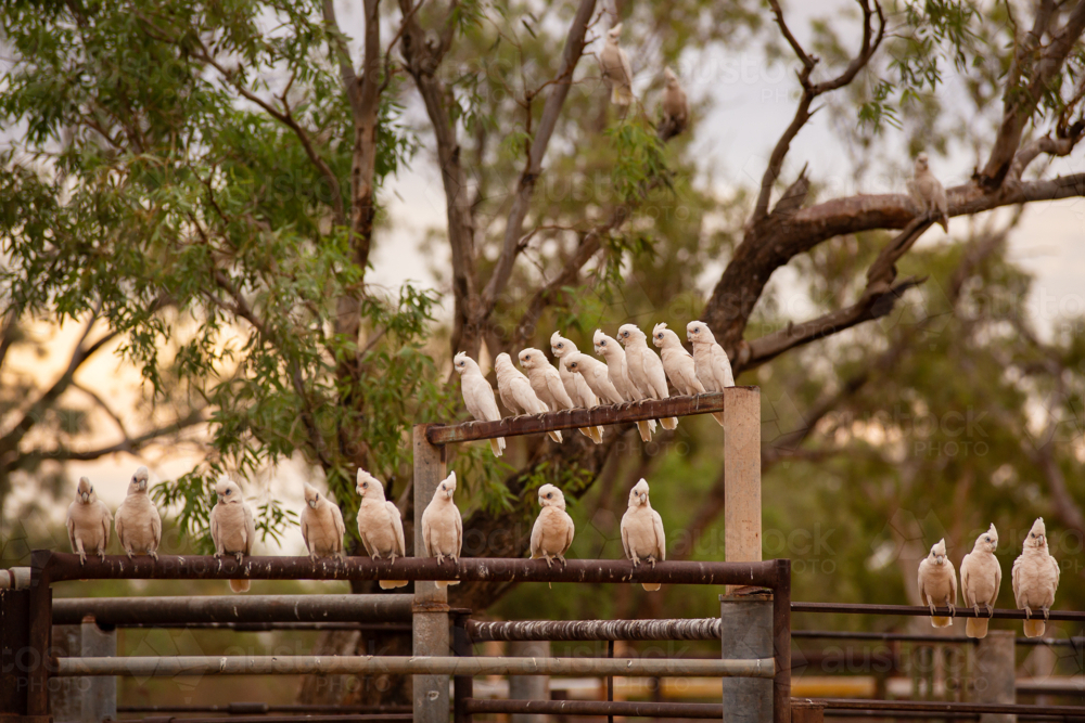 Image of Corellas perched on the gate railing of stockyards - Austockphoto