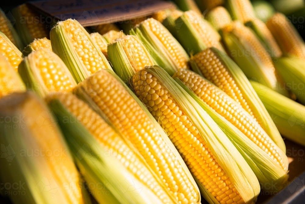 Image of corn on the cob at the markets - Austockphoto