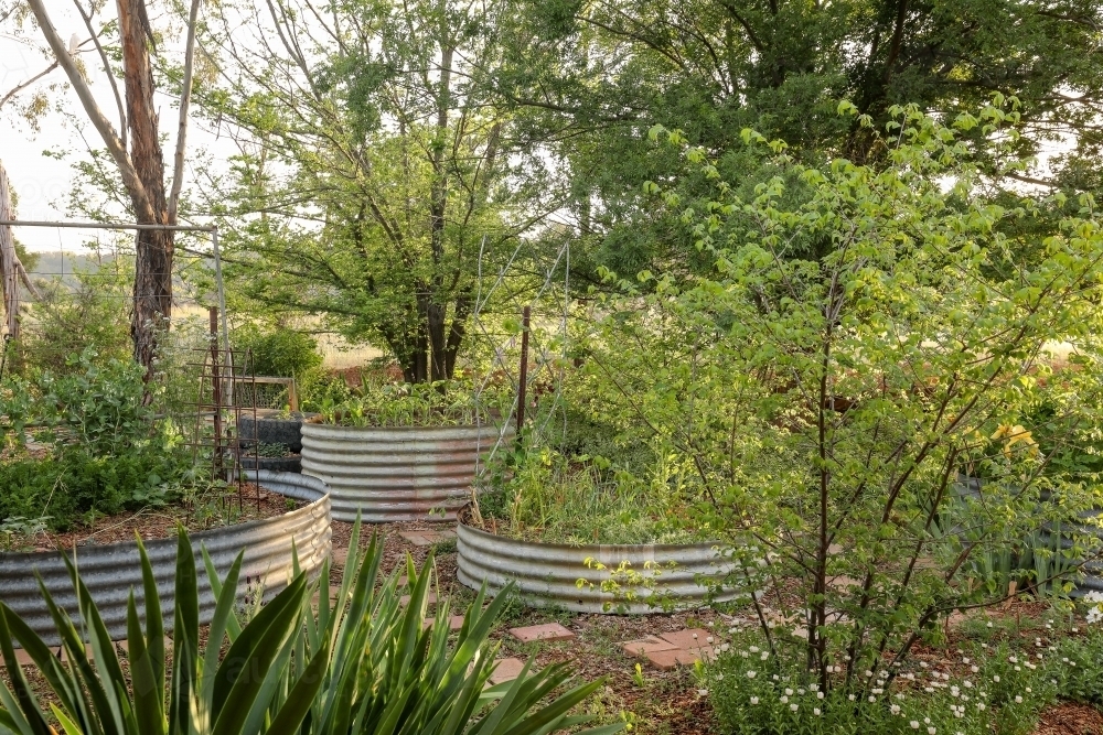 Image of Cottage vegetable garden scene with plants growing in old ...