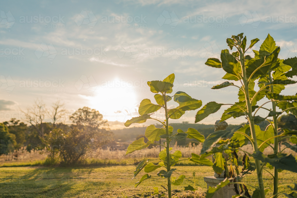 Image of Country garden landscape at sunrise with sunflower plants - Austockphoto