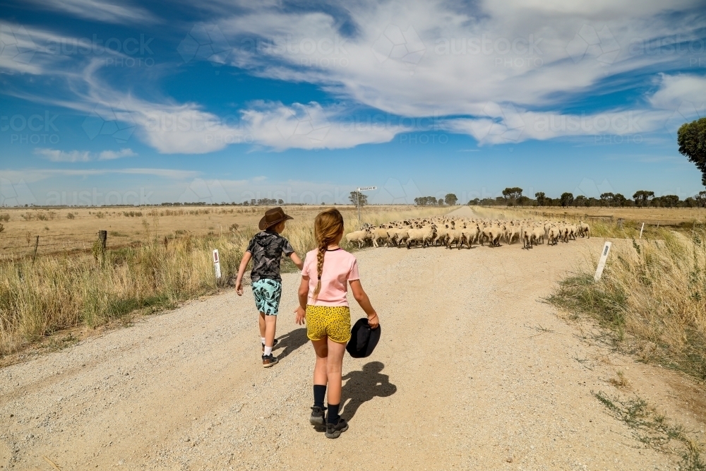 Image of Country kids herding sheep along remote rural gravel road ...