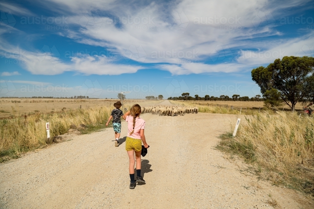 Image of Country kids herding sheep along remote rural gravel road ...