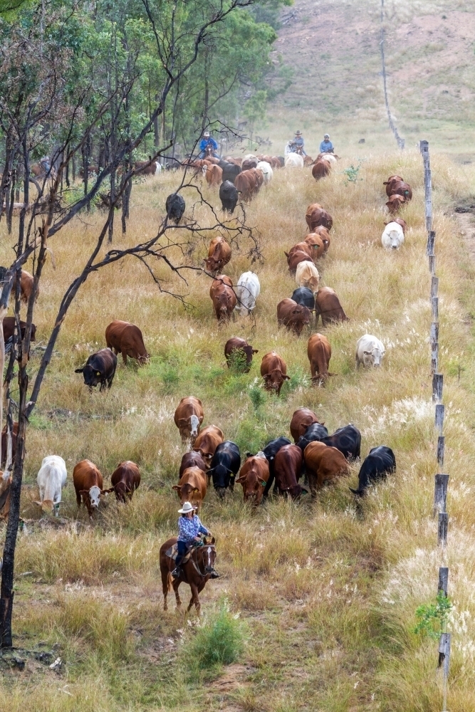 Image of Country lady mustering cattle on horse. - Austockphoto