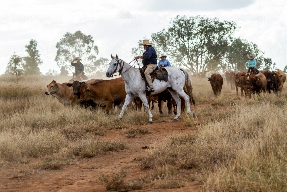 Image of Country man and three women mustering a mob of cattle on the ...