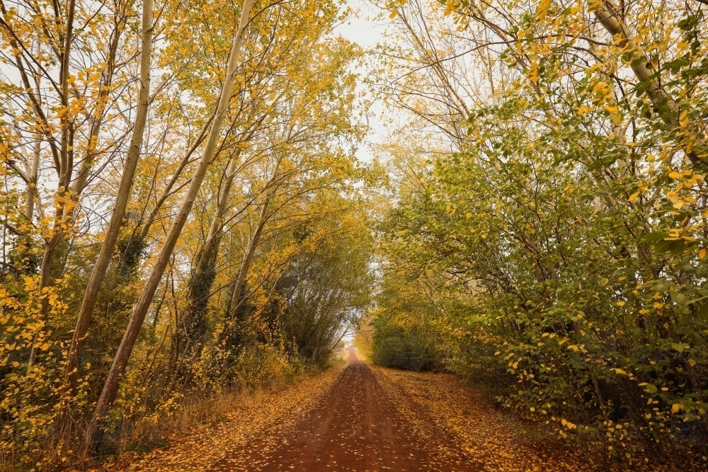 Image of Country road at autumn as leaves turn yellow and begin to fall ...