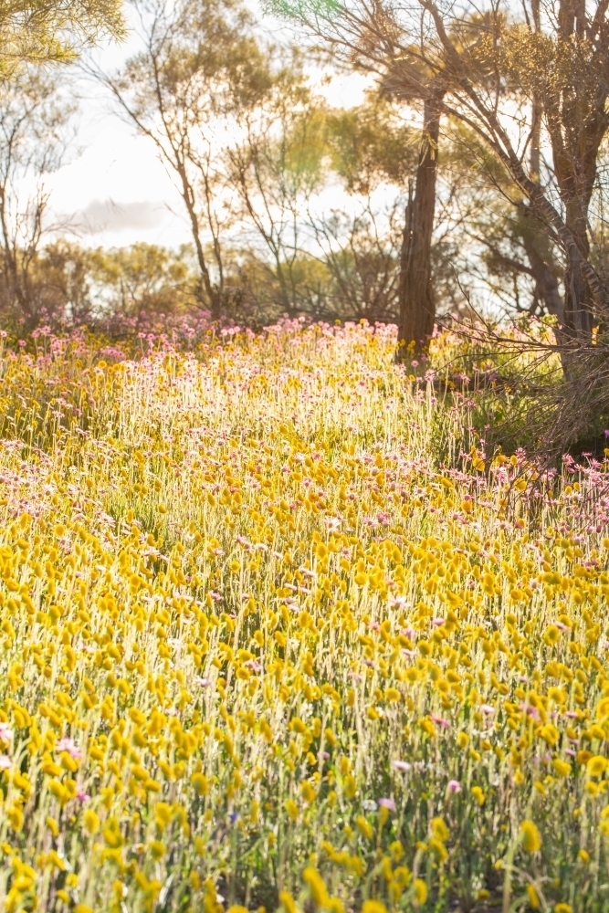 Image of Country scene with yellow wildflowers - Austockphoto