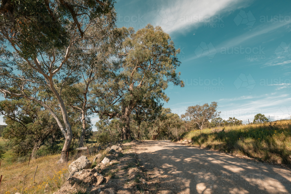 Image of Countryside road with eucalyptus trees under blue sky ...