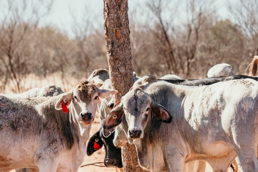 Image of Cow and calves huddled together - Austockphoto
