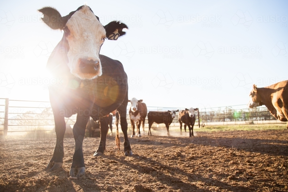 Image of Cow in dusty farm yard with back lighting and sun ray ...