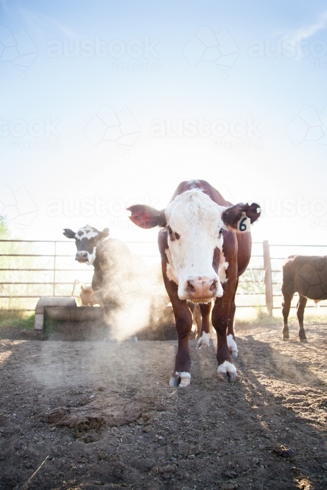 Image of Cow in dusty farm yard with back lighting and sun ray ...
