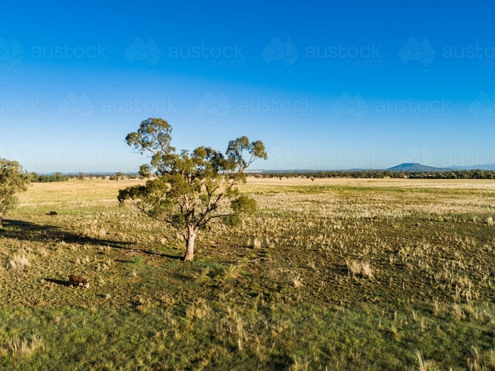 Image of Cow in paddock beside eucalyptus gum tree seen from aerial ...