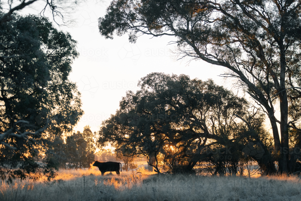 Image of Cow in rural field breathing steam at sunrise on frosty winter ...