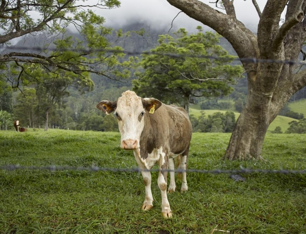 Image of Cow under a tree - Austockphoto