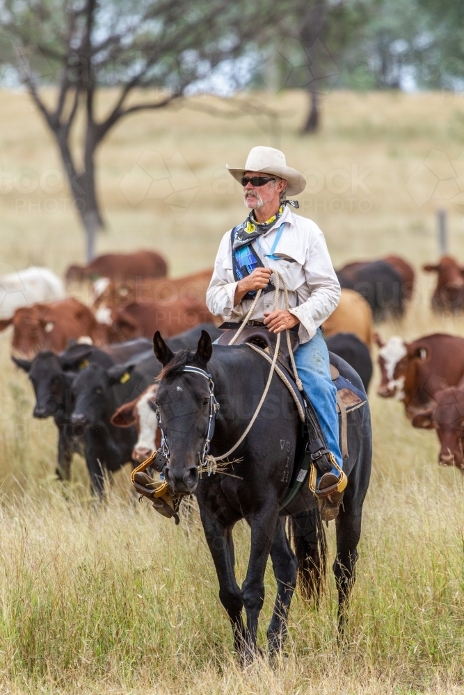 Image of Cowboy on horse leads a mob of cattle during mustering ...