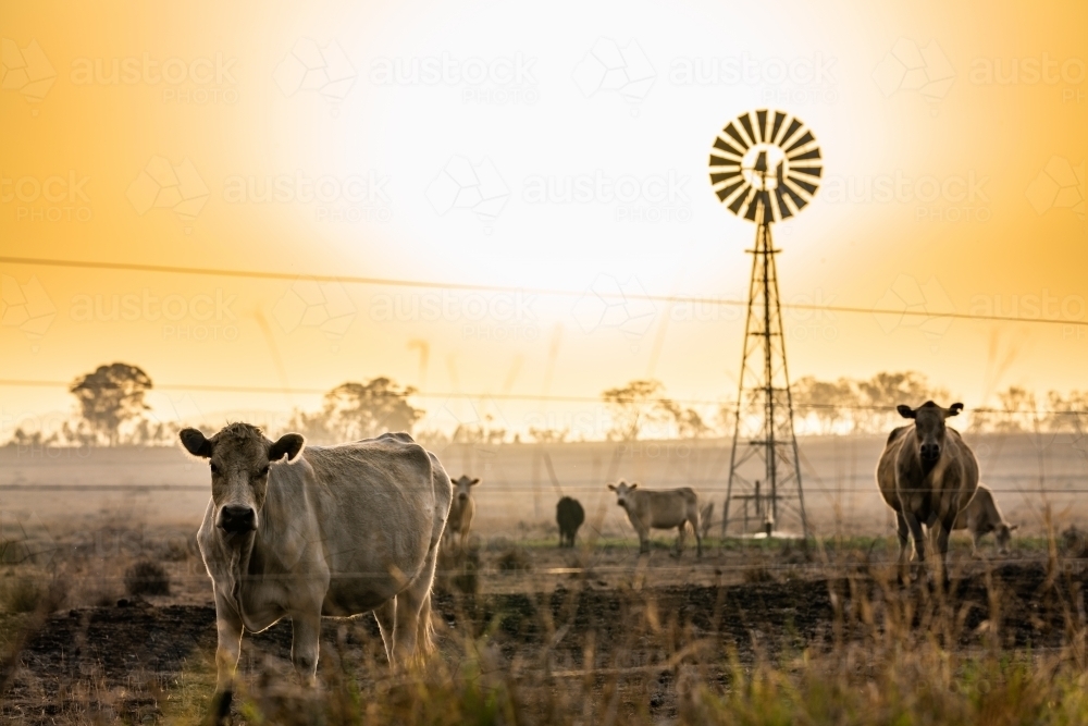 Image of Cows and windmill in dry smoky drought conditions - Austockphoto