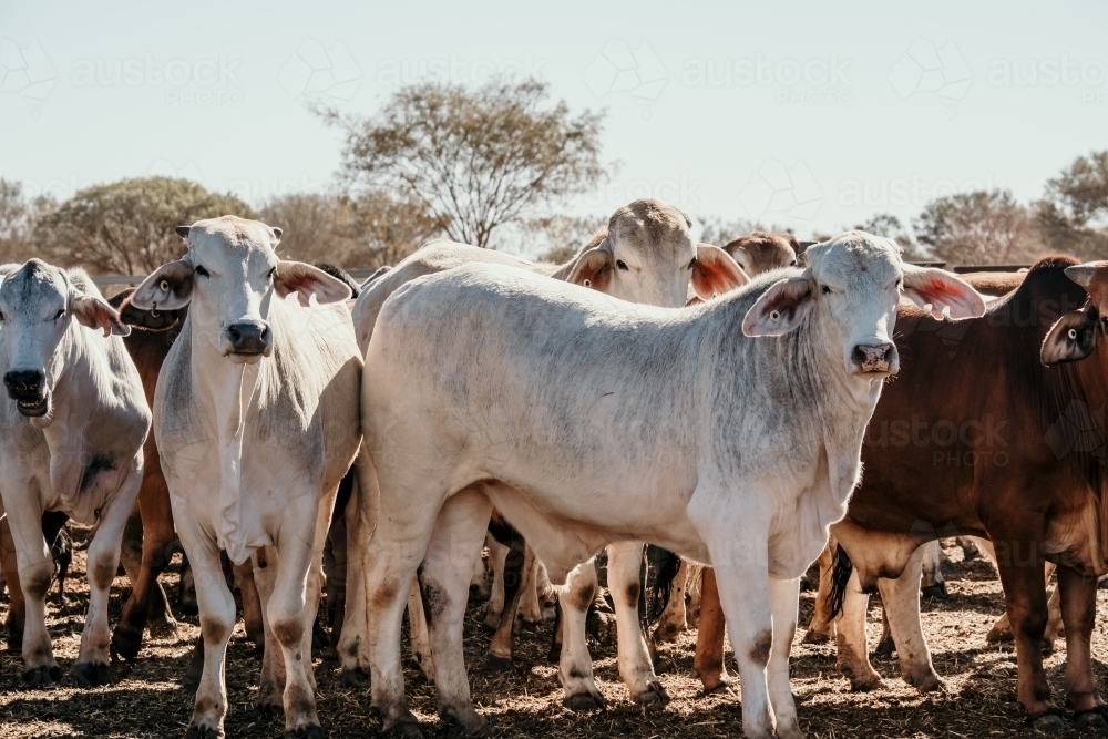 Image of Cows huddled together - Austockphoto