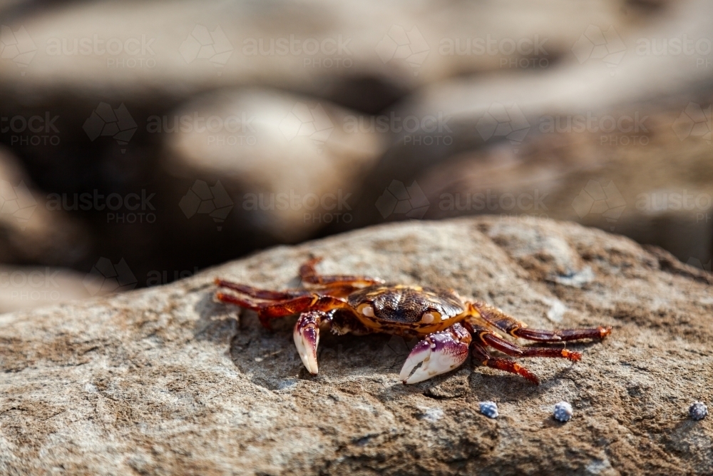 Image of Crab on a rock - Austockphoto