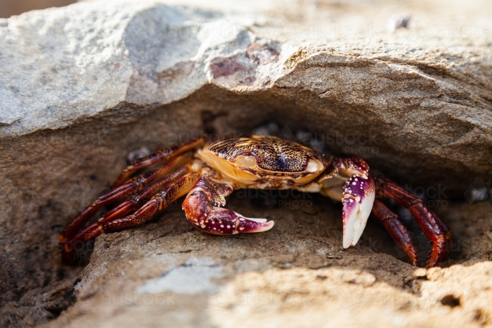 Image of Crab on a rock - Austockphoto