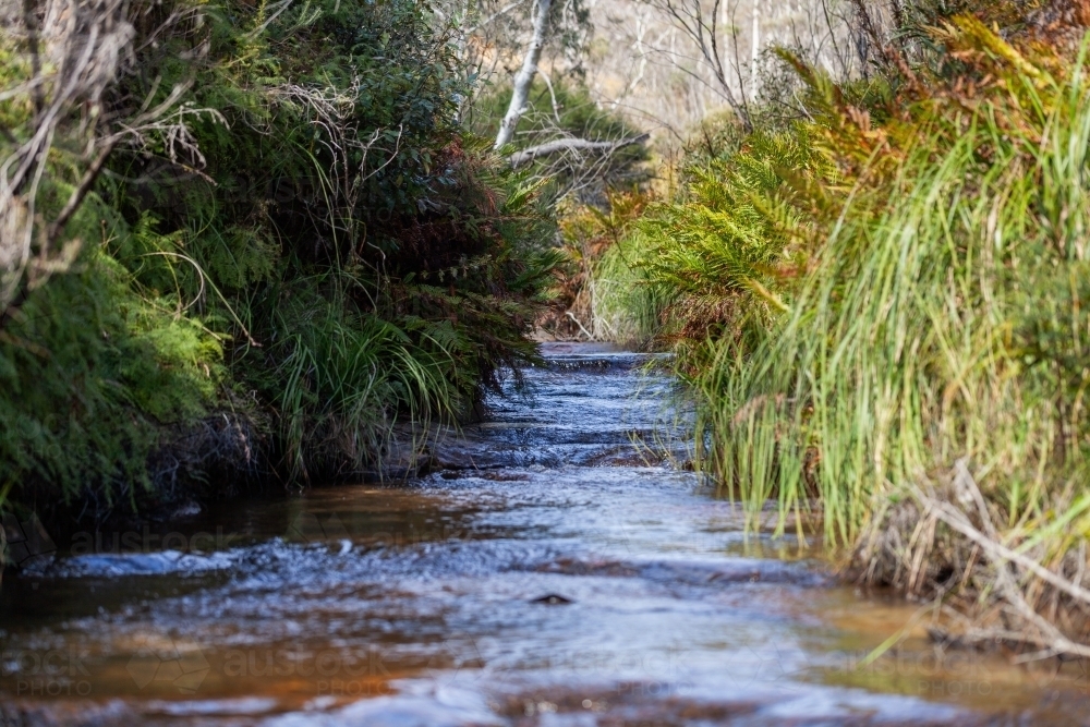 Image of Creek flowing through bushland in Blue Mountains - Austockphoto