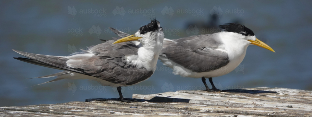 Image of Crested Tern - Austockphoto