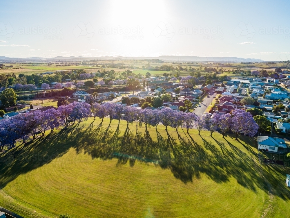 Image of Cricket field surrounded by purple jacaranda trees in flower ...