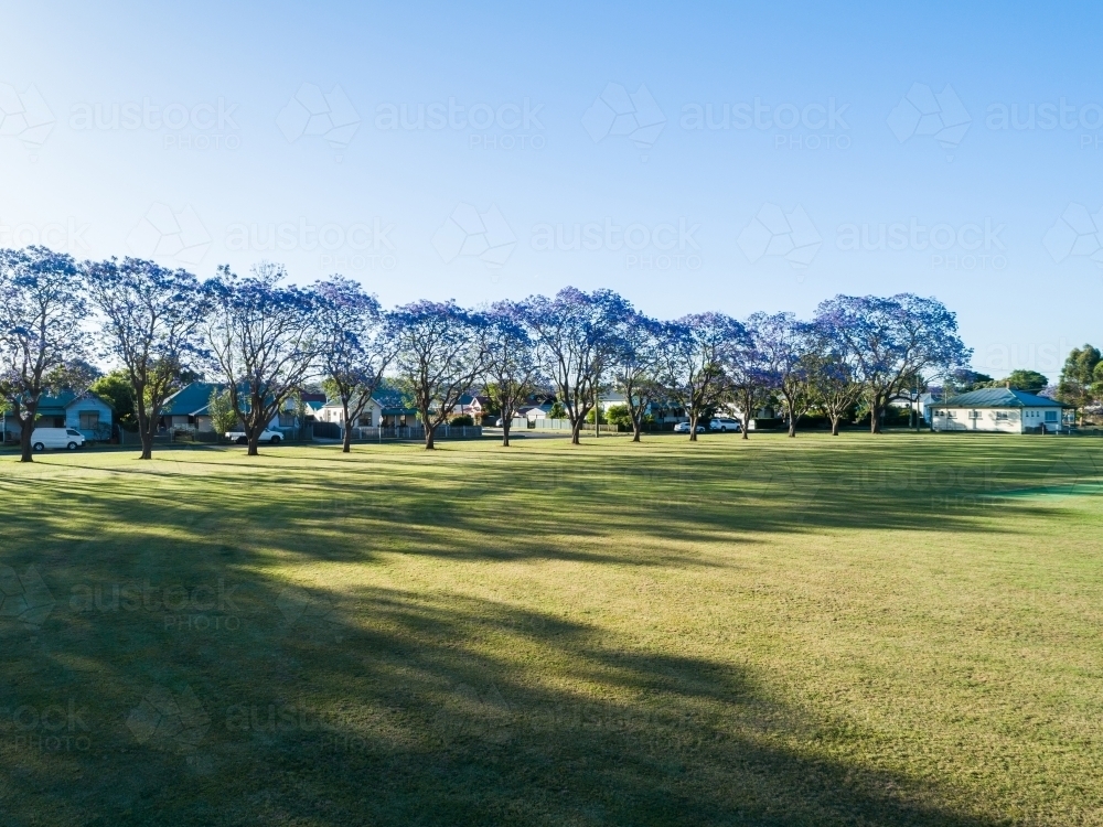 Image of Cricket pitch in park lined with jacaranda trees in summer ...